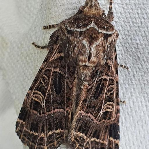 Bordered Gothic (Sideridis Reticulata) Insect Identification Guide ...