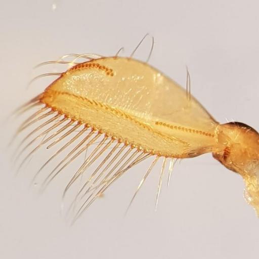 Sigara Distincta Insect Identification Guide, Habitat & Facts