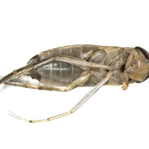 Sigara Falleni Insect Identification Guide, Habitat & Facts