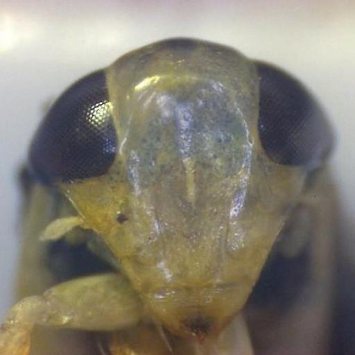 Sigara Lateralis Insect Identification Guide, Habitat & Facts