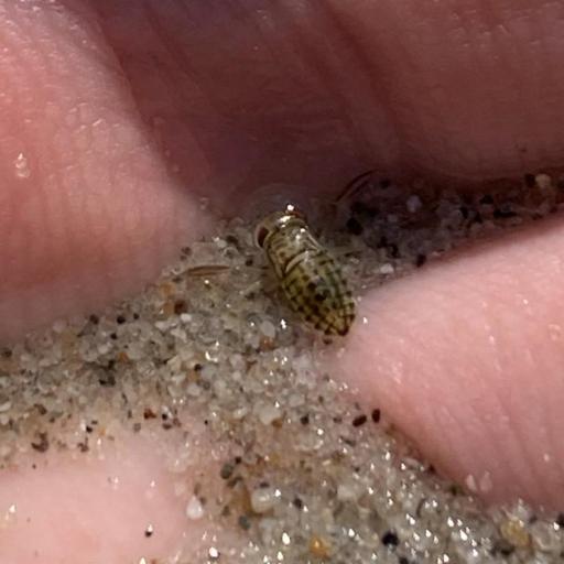 Sigara Striata Insect Identification Guide, Habitat & Facts