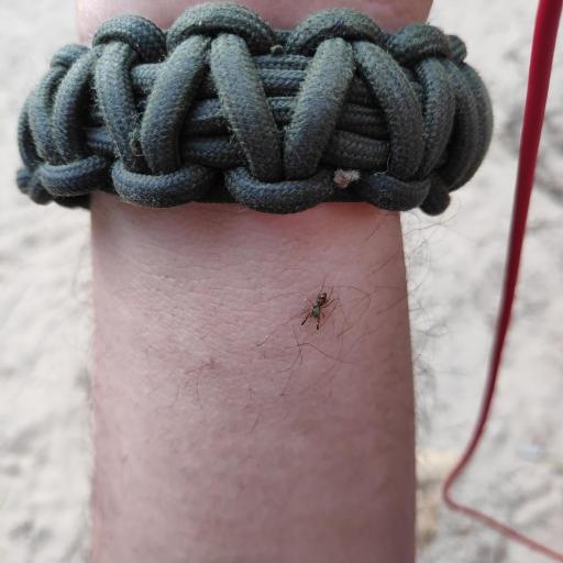 Siler Insect Identification Guide, Habitat & Facts