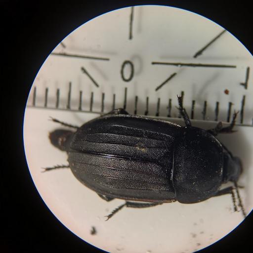 Northern Black Widow (Latrodectus Variolus) Insect Identification Guide ...