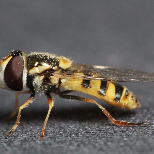 Yellow-shouldered Stout Hover Fly (Simosyrphus Grandicornis) Insect ...
