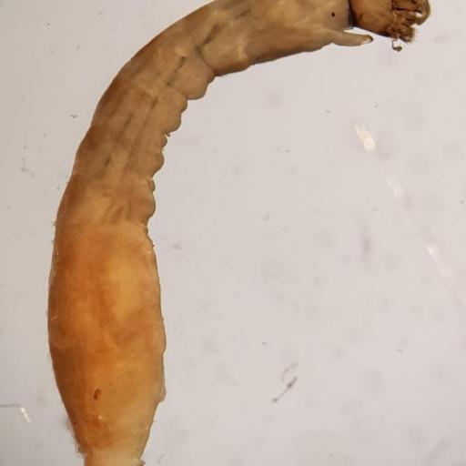 Common Blackflies (Simulium) Insect Identification Guide, Habitat & Facts