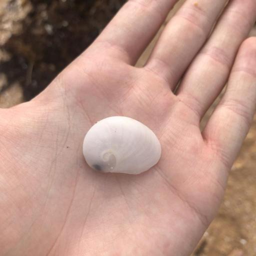 White Baby Ear (Sinum Perspectivum) Insect Identification Guide ...