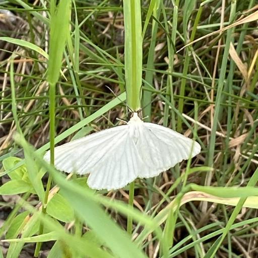 Black-veined Moth (Siona Lineata) Insect Identification Guide, Habitat ...
