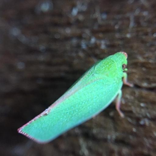 Green Planthopper (Siphanta Acuta) Insect Identification Guide, Habitat ...