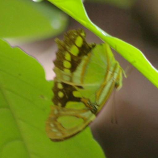 Malachite (Siproeta Stelenes) Insect Identification Guide, Habitat & Facts
