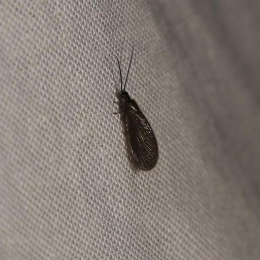 Black Spongillafly (Sisyra Nigra) Insect Identification Guide, Habitat ...