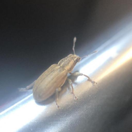Pea Weevil (Sitona Lineatus) Insect Identification Guide, Habitat & Facts