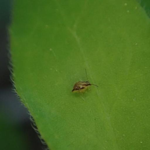 Sminthurus Insect Identification Guide, Habitat & Facts