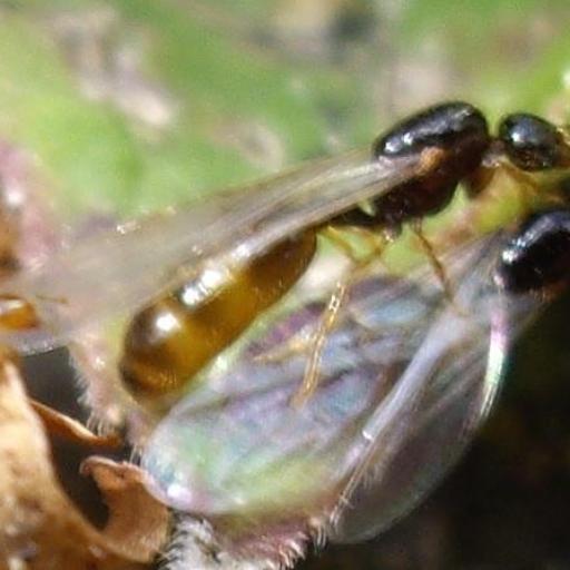 Common European Thief Ant (Solenopsis Fugax) Insect Identification ...