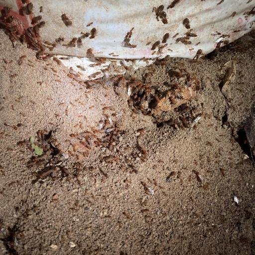 Large Blue (Maculinea Arion) Insect Identification Guide, Habitat & Facts