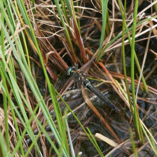 Alpine Emerald (Somatochlora Alpestris) Insect Identification Guide ...