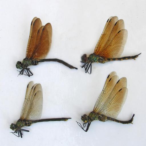 Northern Emerald (Somatochlora Arctica) Insect Identification Guide ...