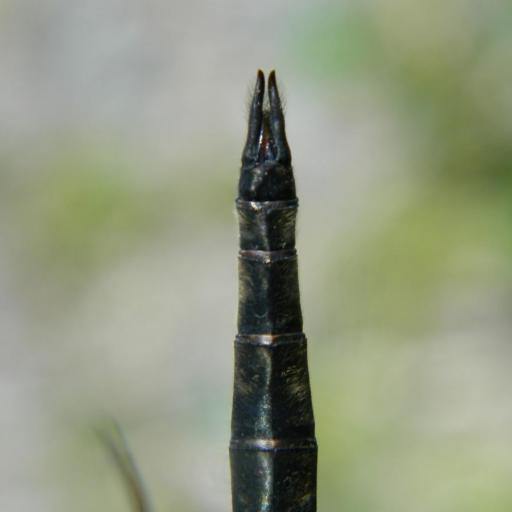 Ski-Tipped Emerald (Somatochlora Elongata) Insect Identification Guide ...