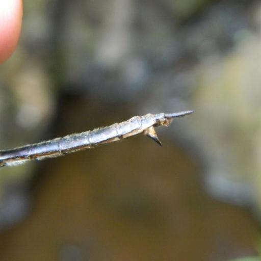 Ocellated Emerald (Somatochlora Minor) Insect Identification Guide, Habitat & Facts