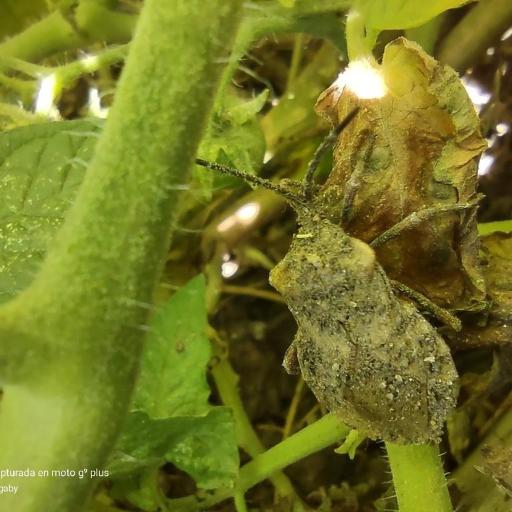 Spartocera Fusca Insect Identification Guide, Habitat & Facts