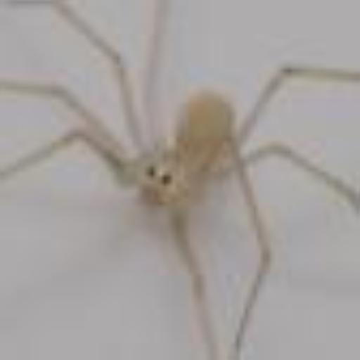 Dwarf Daddy Long-Legs Spiders (Spermophora) Insect Identification Guide ...