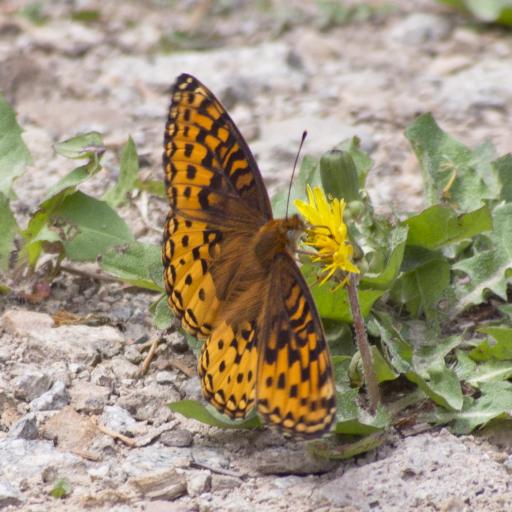 Atlantis Fritillary (Speyeria Atlantis) Insect Identification Guide ...