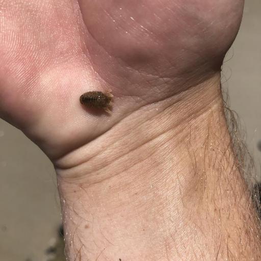 Typical Seapills (Sphaeromatidae) Insect Identification Guide, Habitat ...