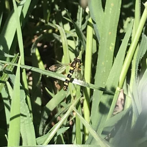 Common Globetail (Sphaerophoria Scripta) Insect Identification Guide ...