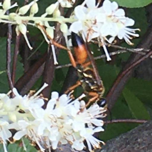 Great Golden Digger Wasp (Sphex Ichneumoneus) Insect Identification ...