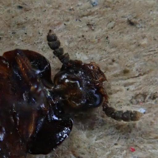 Cryptic Slime Mold Beetles (Sphindidae) Insect Identification Guide ...