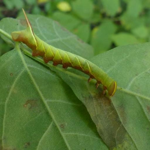 Great Ash Sphinx (Sphinx Chersis) Insect Identification Guide, Habitat ...