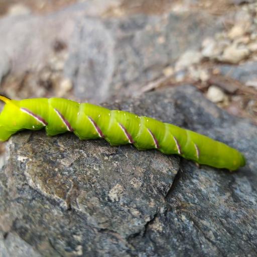 Privet Hawkmoth (Sphinx Ligustri) Insect Identification Guide, Habitat ...