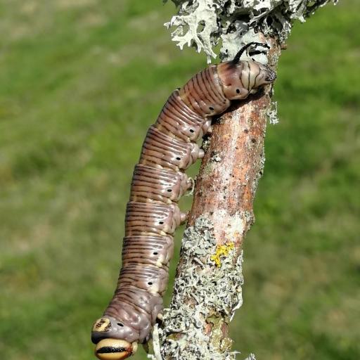 Southern Pine Hawkmoth (Sphinx Maurorum) Insect Identification Guide ...