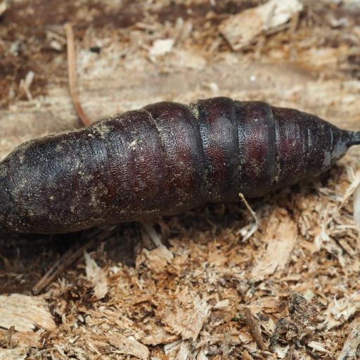 Pine Hawkmoth (Sphinx Pinastri) Insect Identification Guide, Habitat ...