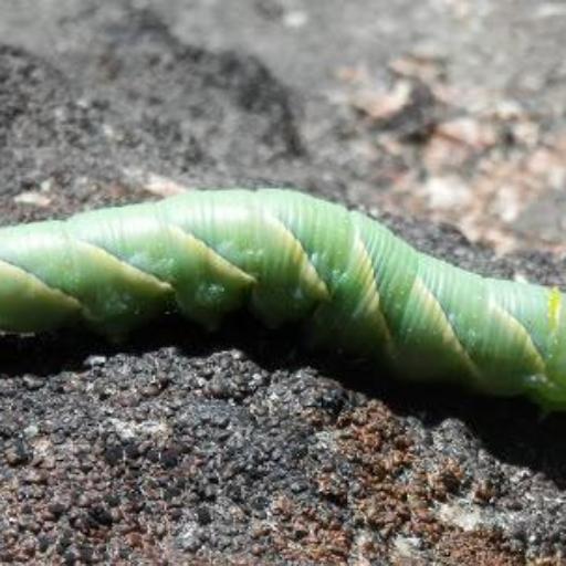 Vashti Sphinx (Sphinx Vashti) Insect Identification Guide, Habitat & Facts