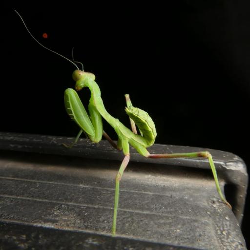 Giant African Mantis (Sphodromantis Viridis) Insect Identification ...