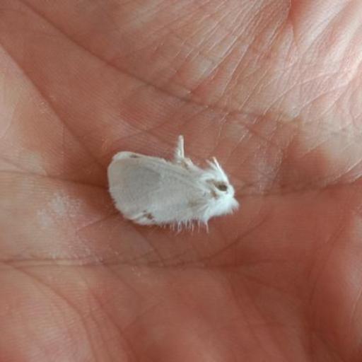 Atlas Beetles (Chalcosoma) Insect Identification Guide, Habitat & Facts