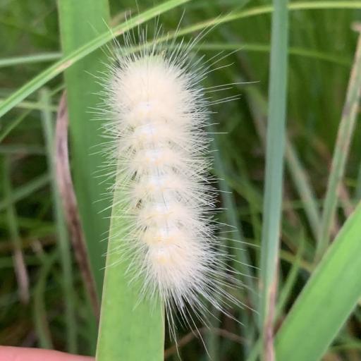 Virginian Tiger Moth (Spilosoma Virginica) Insect Identification Guide ...