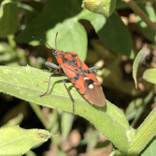 Spilostethus Pandurus Insect Identification Guide, Habitat & Facts