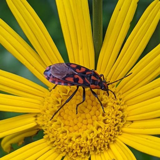 Atlas Moth (Attacus Atlas) Insect Identification Guide, Habitat & Facts