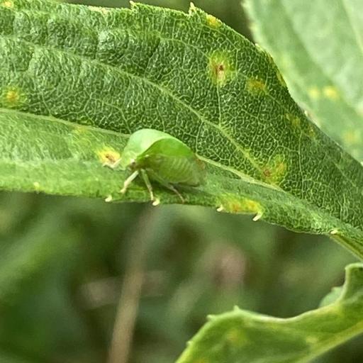 Three-Cornered Alfalfa Hopper (Spissistilus Festina) Insect ...