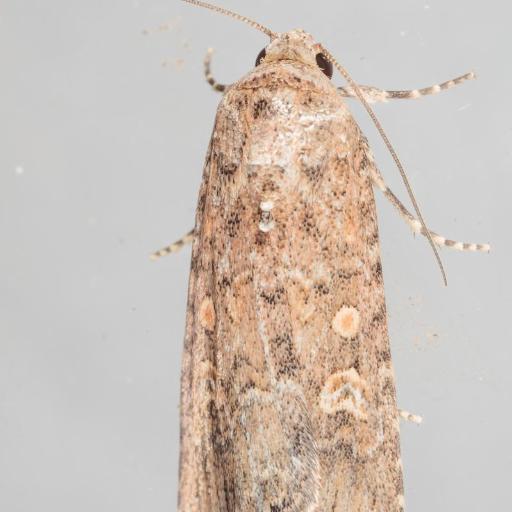 Beet Armyworm Moth (Spodoptera Exigua) Insect Identification Guide, Habitat & Facts
