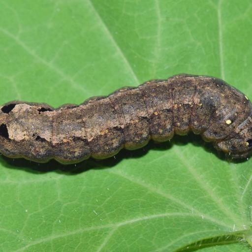 Mediterranean Brocade (Spodoptera Littoralis) Insect Identification ...