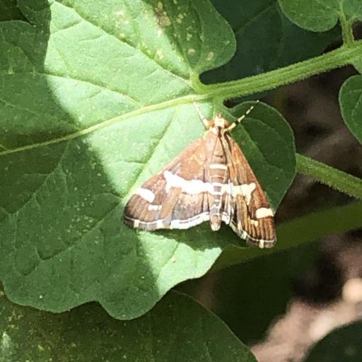 Hawaiian Beet Webworm Moth (Spoladea Recurvalis) Insect Identification ...