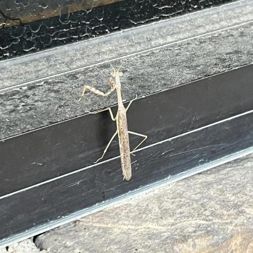 California Mantis (Stagmomantis Californica) Insect Identification ...