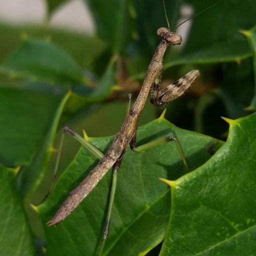 Carolina Mantis (Stagmomantis Carolina) Insect Identification Guide ...