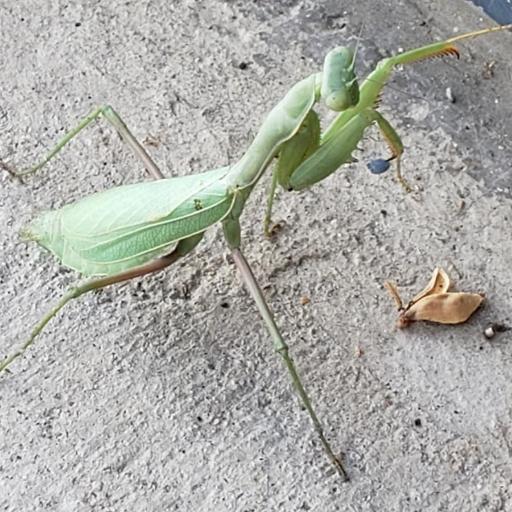 Arizona Mantis (Stagmomantis Limbata) Insect Identification Guide ...