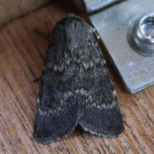 Hickory Tussock Moth (Lophocampa Caryae) Insect Identification Guide ...