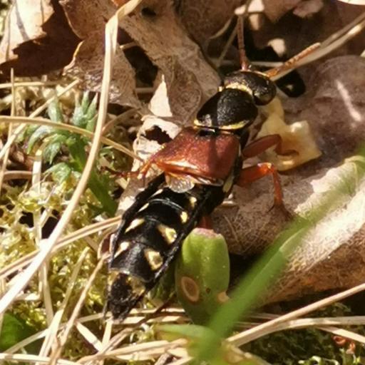 Staphylinus Caesareus Insect Identification Guide, Habitat & Facts