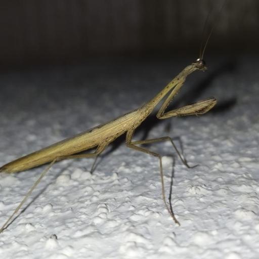 Asian Jumping Mantis (Statilia Maculata) Insect Identification Guide ...