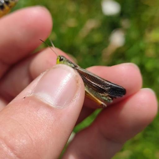 Ladder Grasshopper (Stauroderus Scalaris) Insect Identification Guide ...